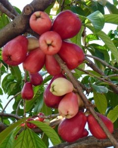 JAMBO (Syzygium spp) – SEMMA