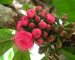 JAMBO (Syzygium spp) – SEMMA
